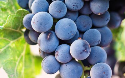 Dr. Tara Clapp, ND | Anti-Aging & Hormone Balancing Focus